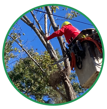 Home - Omar and Brothers Tree Service